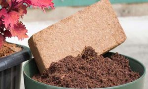 Coco Peat Briquettes & Discs – Cocco Orgin